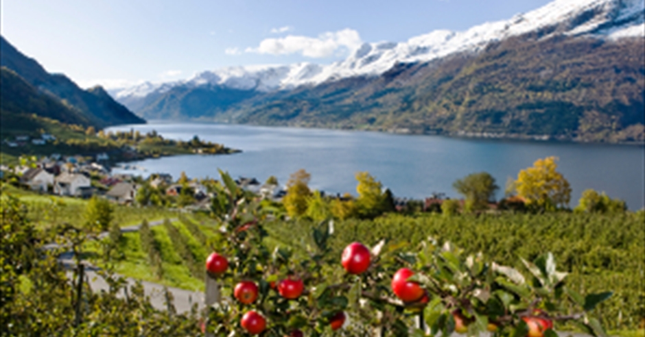 Norske epler - Derfor er epler fra Hardanger så gode! - visitBergen.com