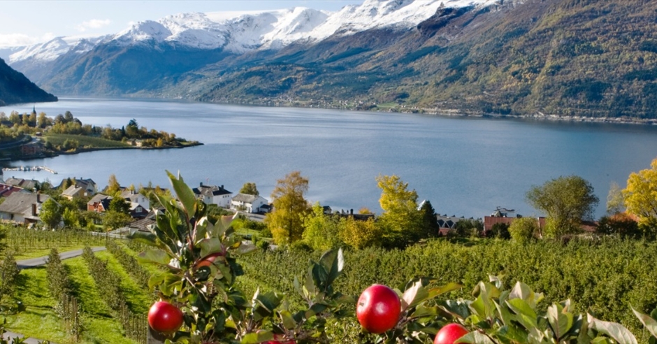 Norske epler - Derfor er epler fra Hardanger så gode! - visitBergen.com