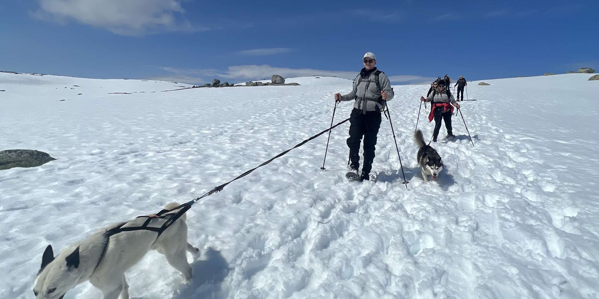 Halvdags hundekjøring på Folgefonna isbre - visitBergen.com
